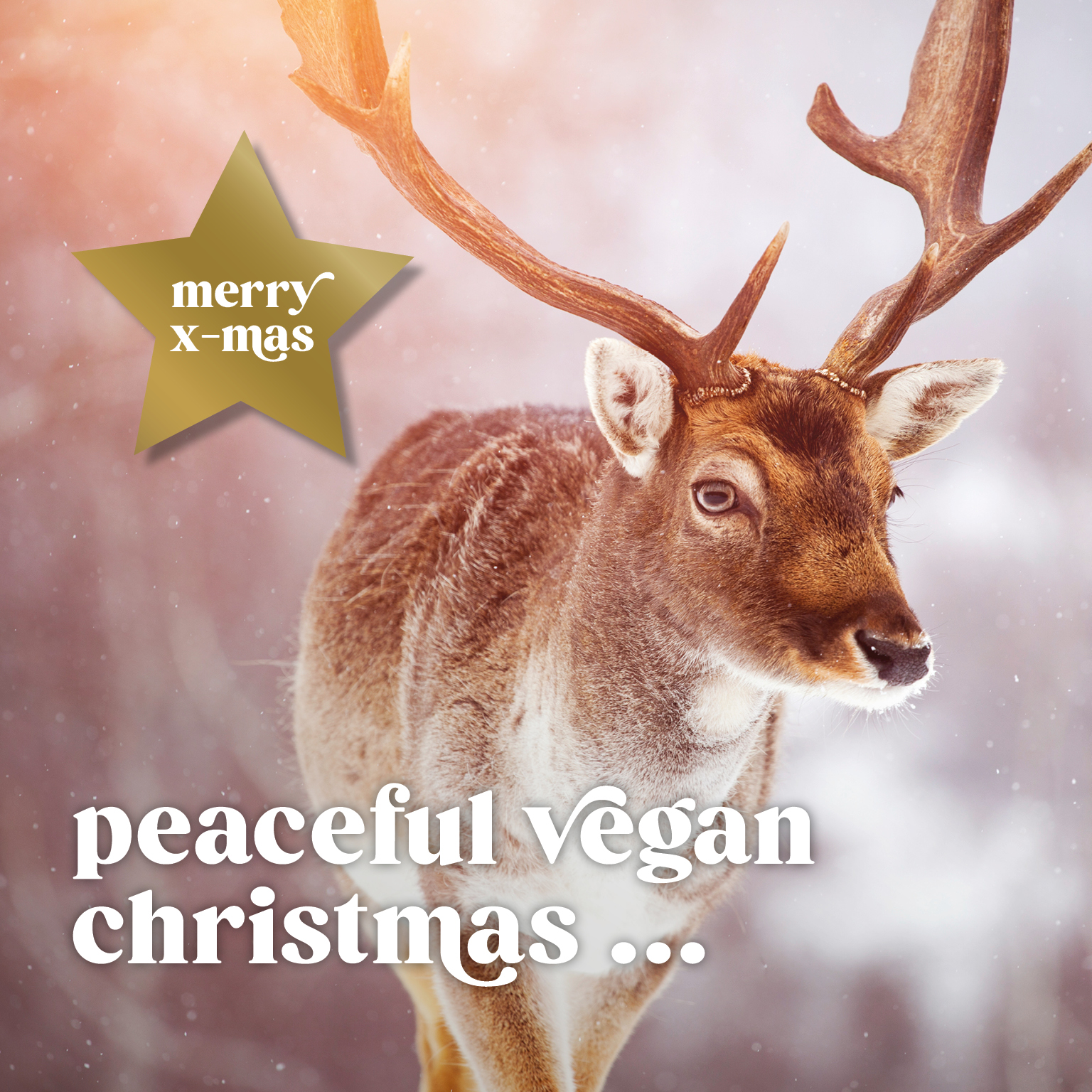 Your online shop for vegan & vegetarian food